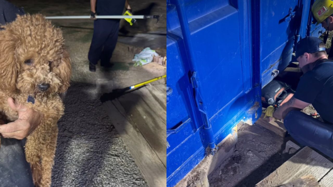 California Firefighters Rescue Dog Trapped Under Container - Trânsito e metrô