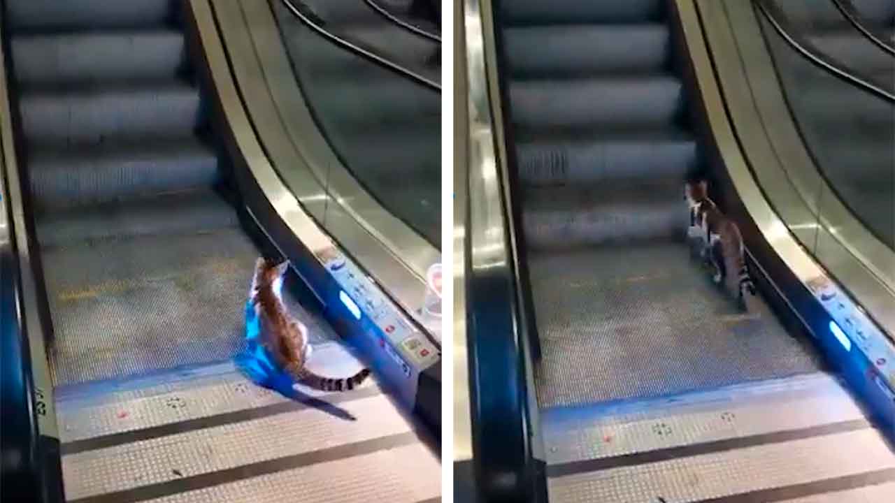 Cat tries to climb the wrong escalator and needs a “rescue” at airport in Turkey - Trânsito e metrô
