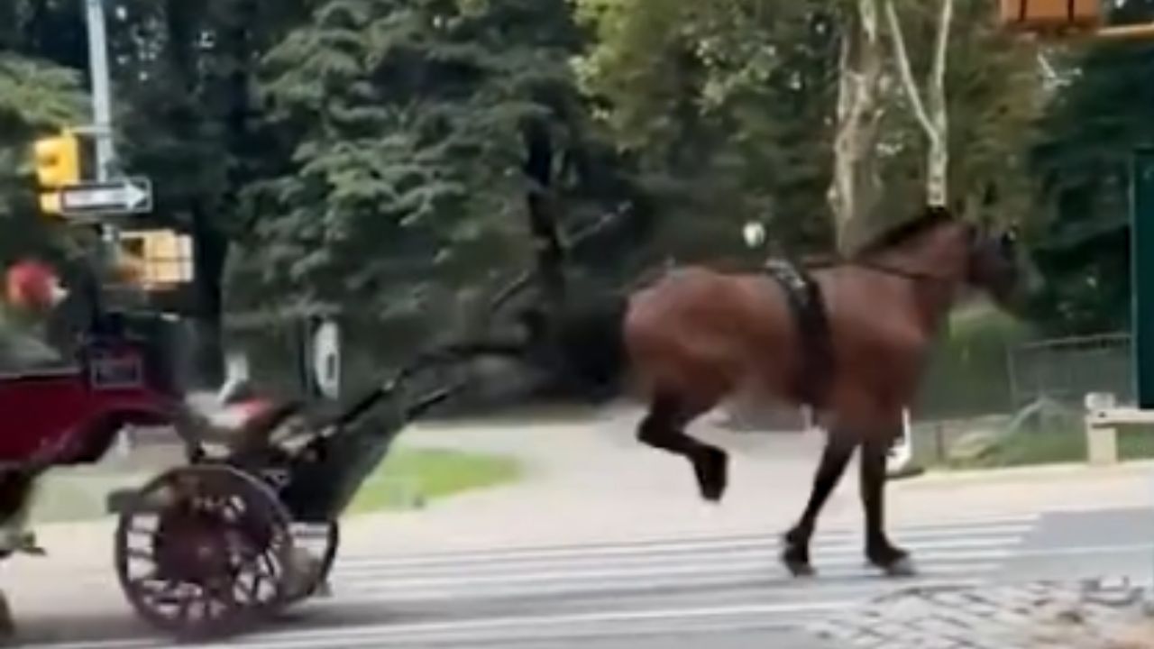 Horse bolts at high speed in Central Park and passengers jump from carriage in panic - Trânsito ...